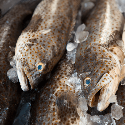 Buy Local Wild-Caught Royal Hamour Online | FreshCatch