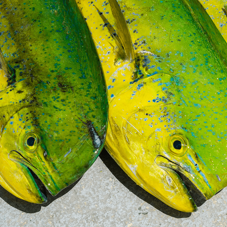 Beltfish | FreshCatch