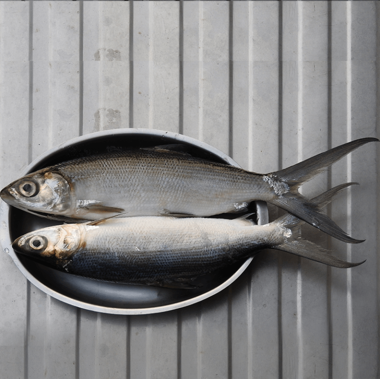 Buy the Finest Quality Wild-Caught King Fish Steak Online| FreshCatch