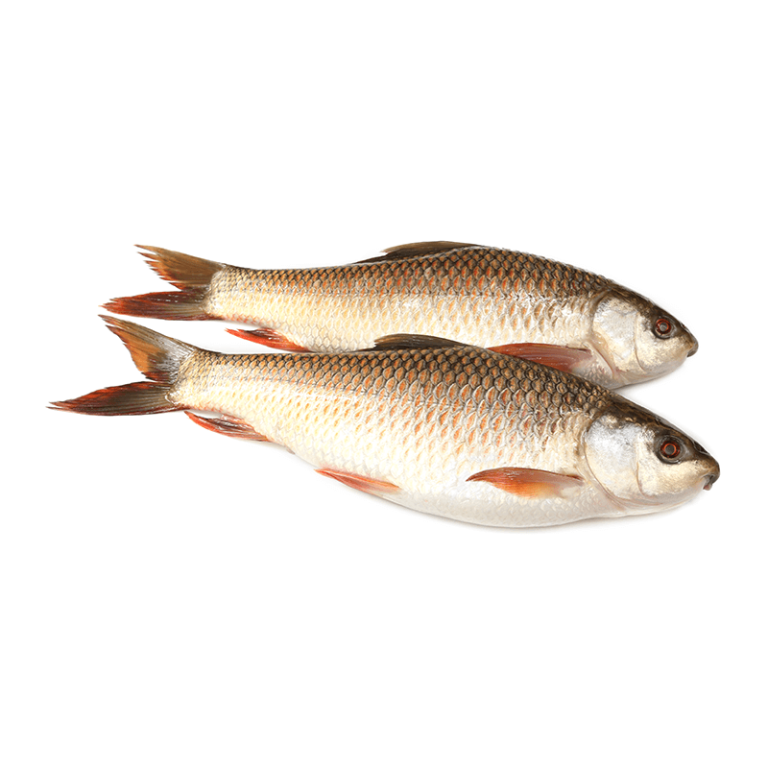 Rohu | FreshCatch