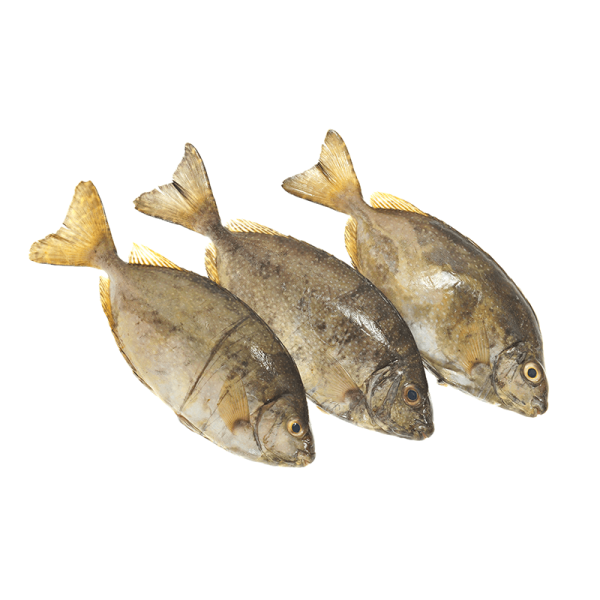 Buy Fresh Wild-Caught Koffer fish Online | FreshCatch